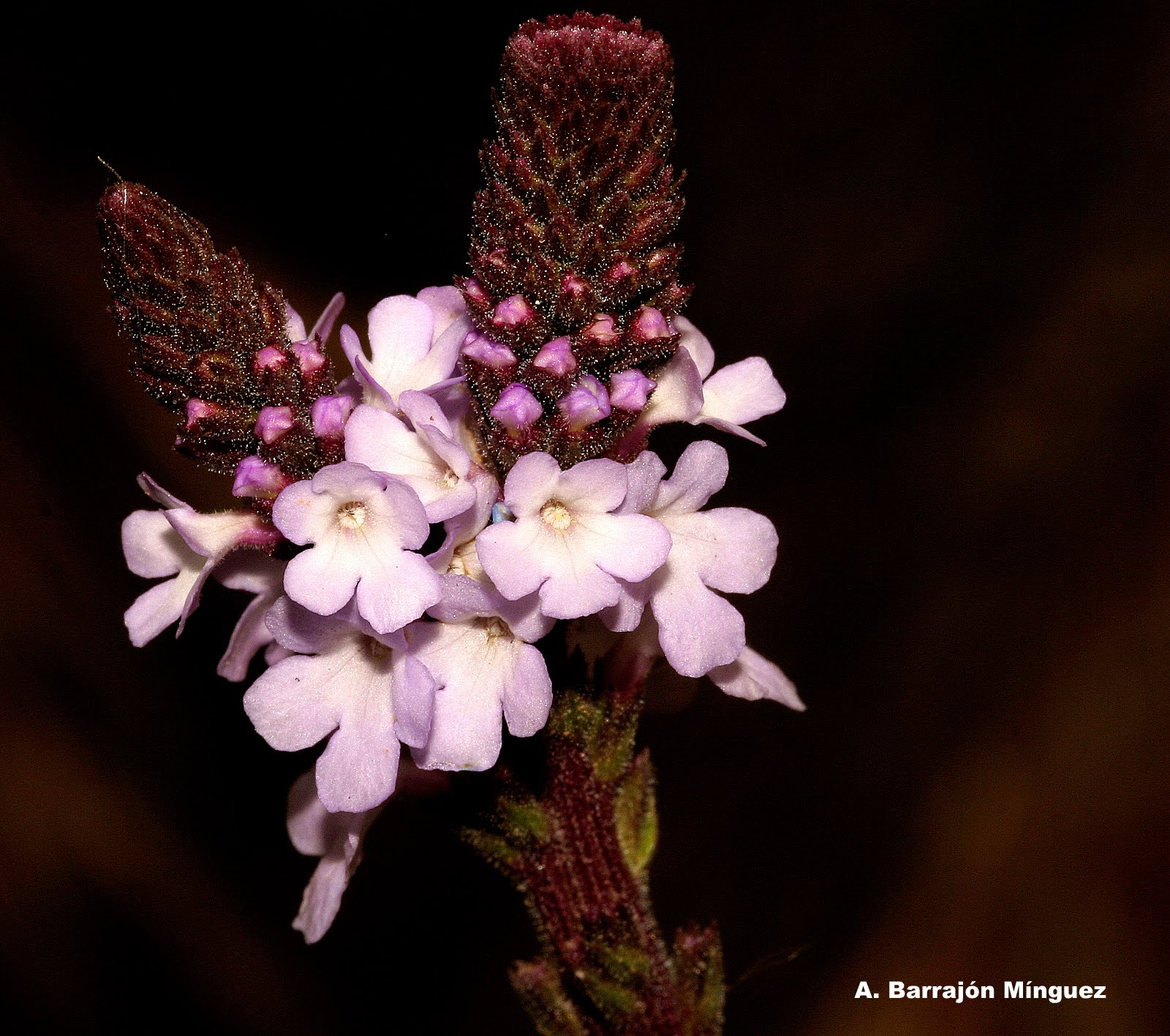 Naturaleza Viva: Verbena officinalis L. Fam: Verbenaceae