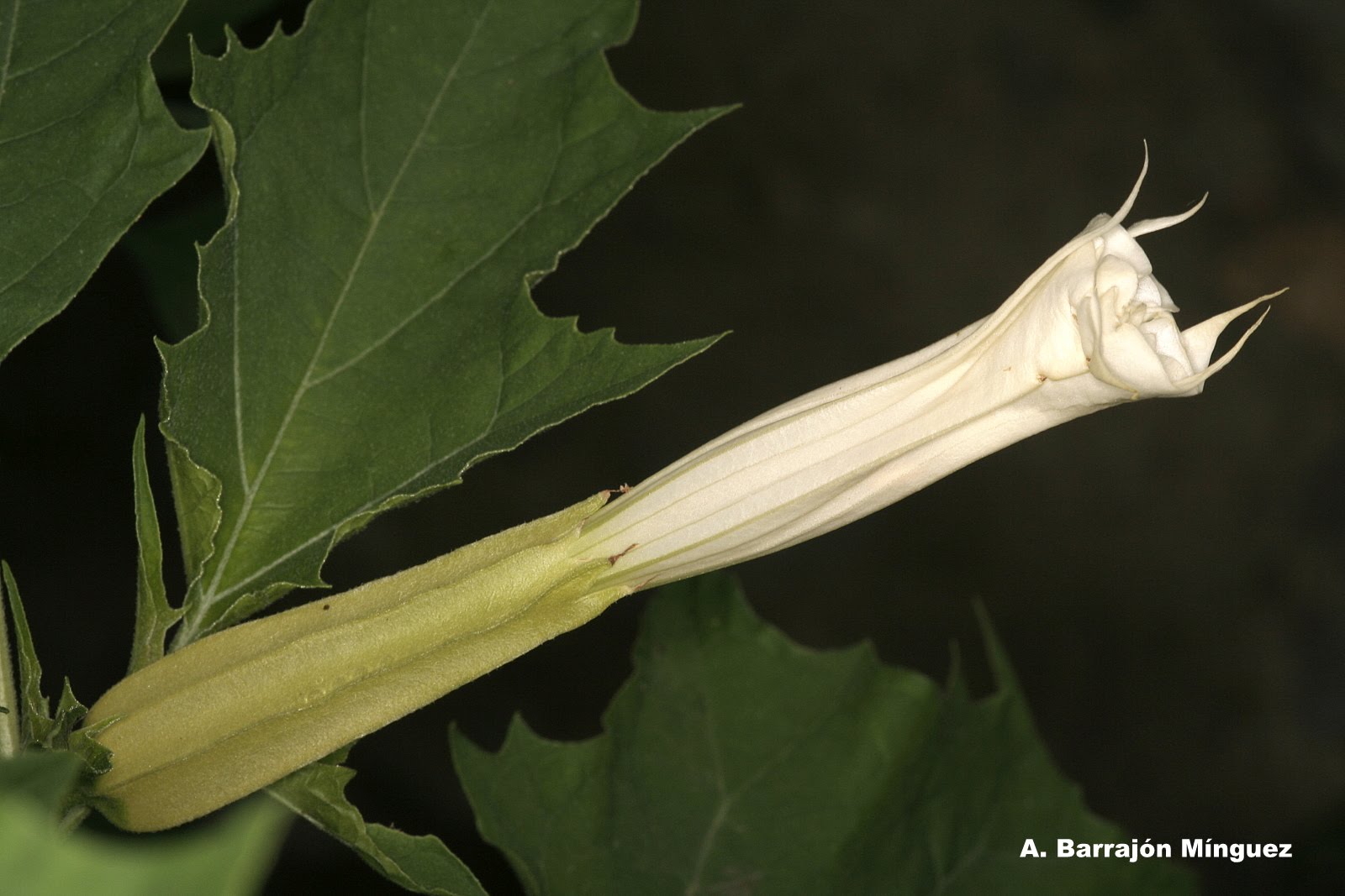 Naturaleza Viva: Datura ferox L. Fam: Solanaceae