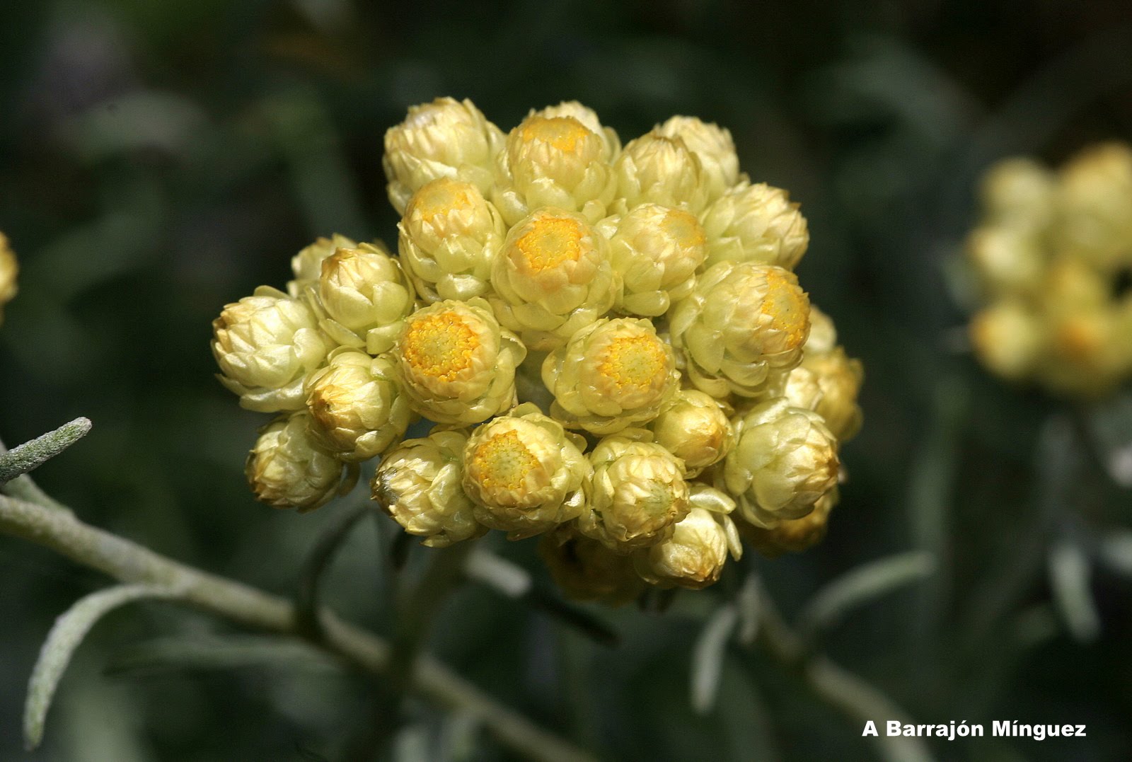 Naturaleza Viva: Helichrysum stoechas (L.) Moench Fam: Asteraceae