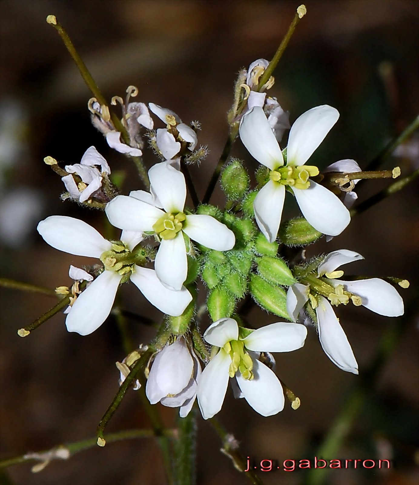 Naturaleza Viva: Diplotaxis erucoides (L.) DC. subsp. erucoides Fam ...