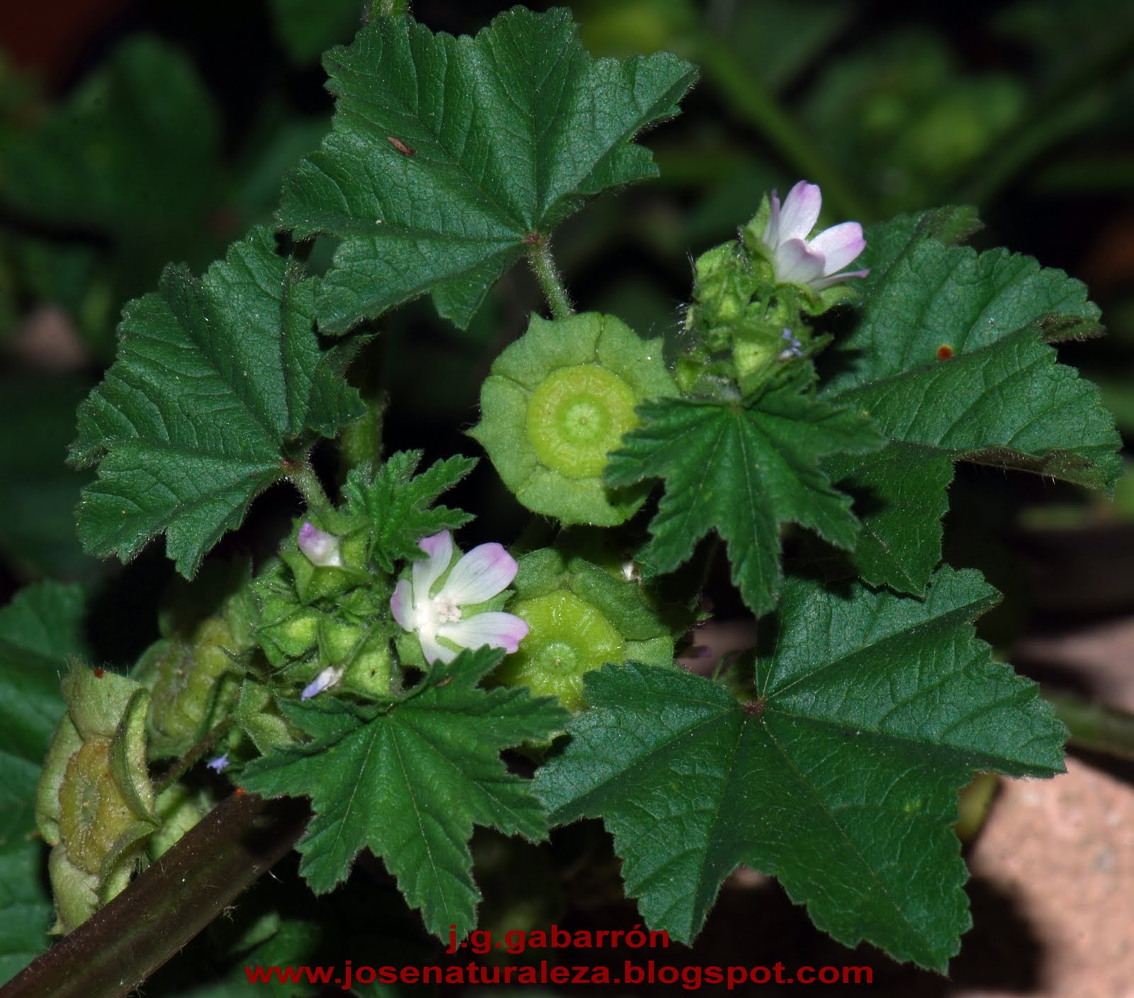 Naturaleza Viva: Malva parviflora L. Fam: Malvaceae