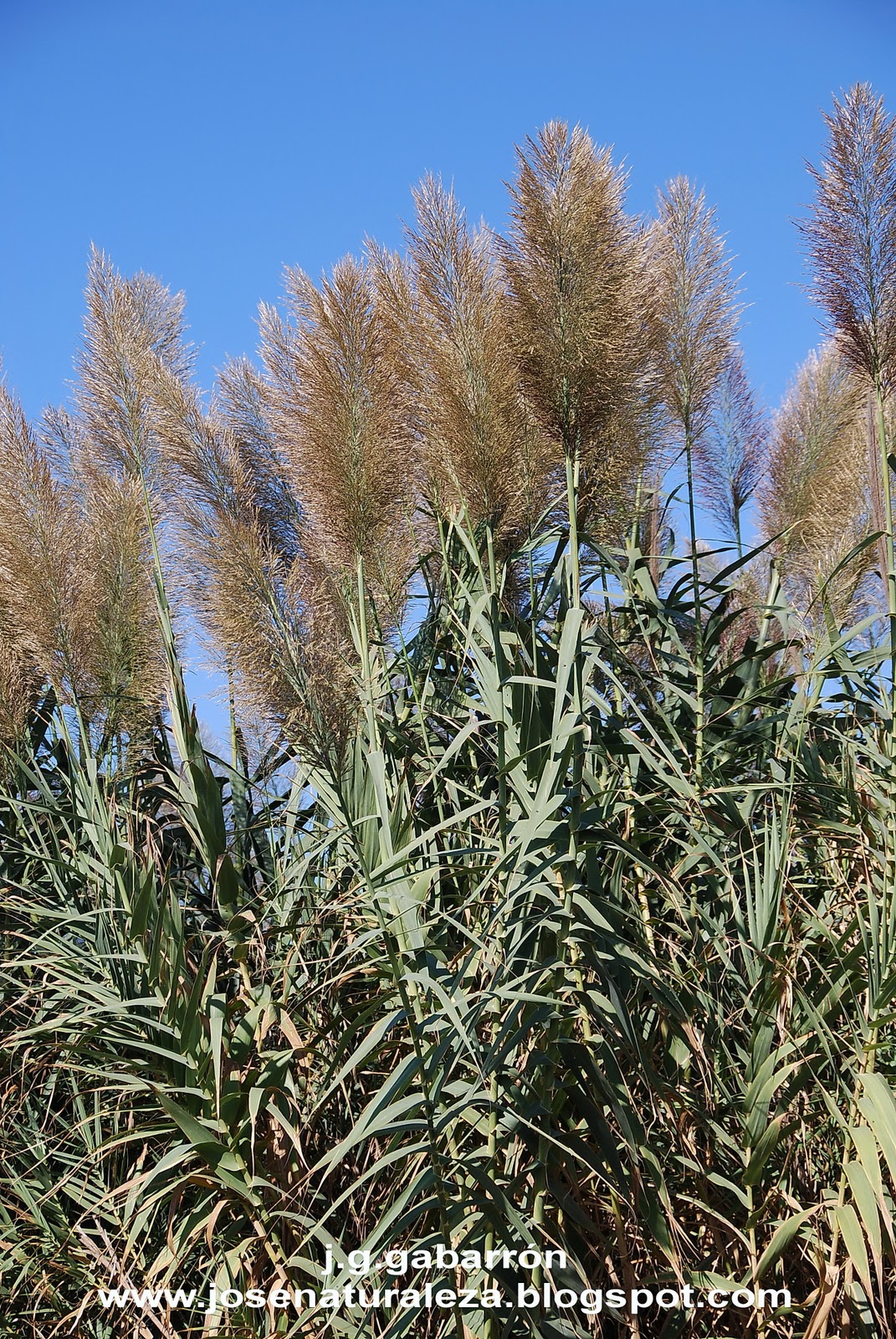 Naturaleza Viva: Arundo donax L. Fam: Poaceae