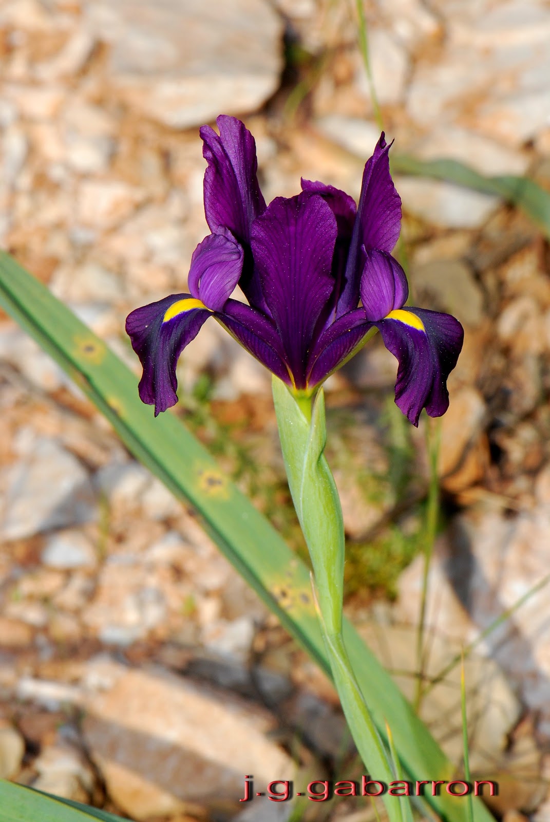 Naturaleza Viva: Iris filifolia Boiss. Fam: Iridaceae