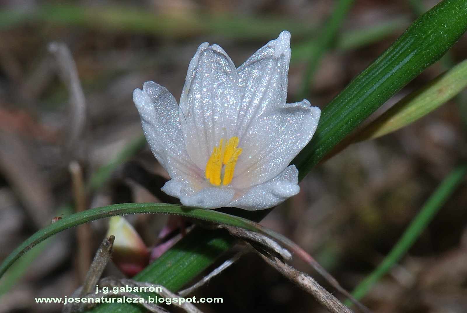 Naturaleza Viva: Leucojum autumnale L. Fam: Amaryllidaceae
