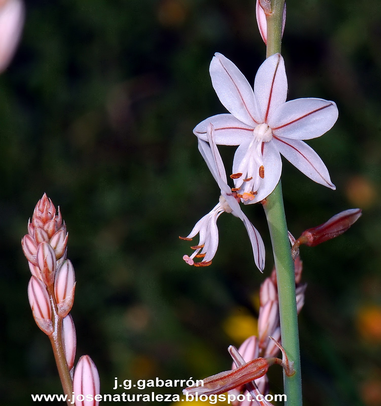 Naturaleza Viva: Asphodelus fistulosus L. Fam: Asphodelaceae