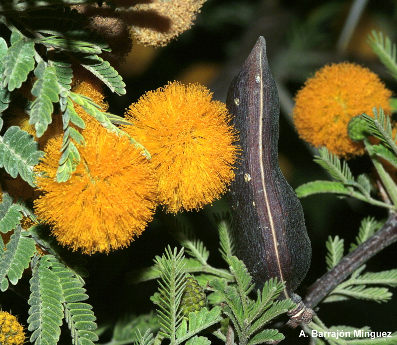 Naturaleza Viva: Acacia farnesiana (L.) Willd. Fam: Mimosaceae