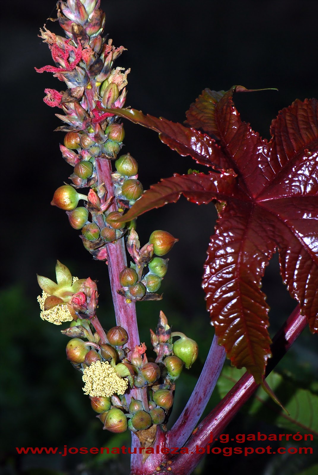 Naturaleza Viva: Ricinus communis L. Fam: Euphorbiaceae
