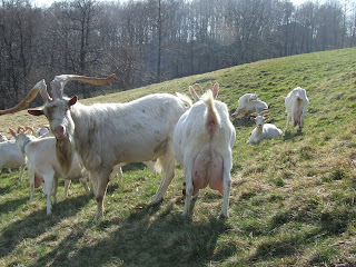 capre casina albertana formaggio di capra formaggio stagionato netro ...