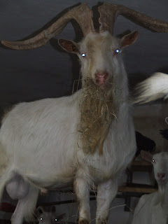 capre casina albertana formaggio di capra formaggio stagionato netro ...