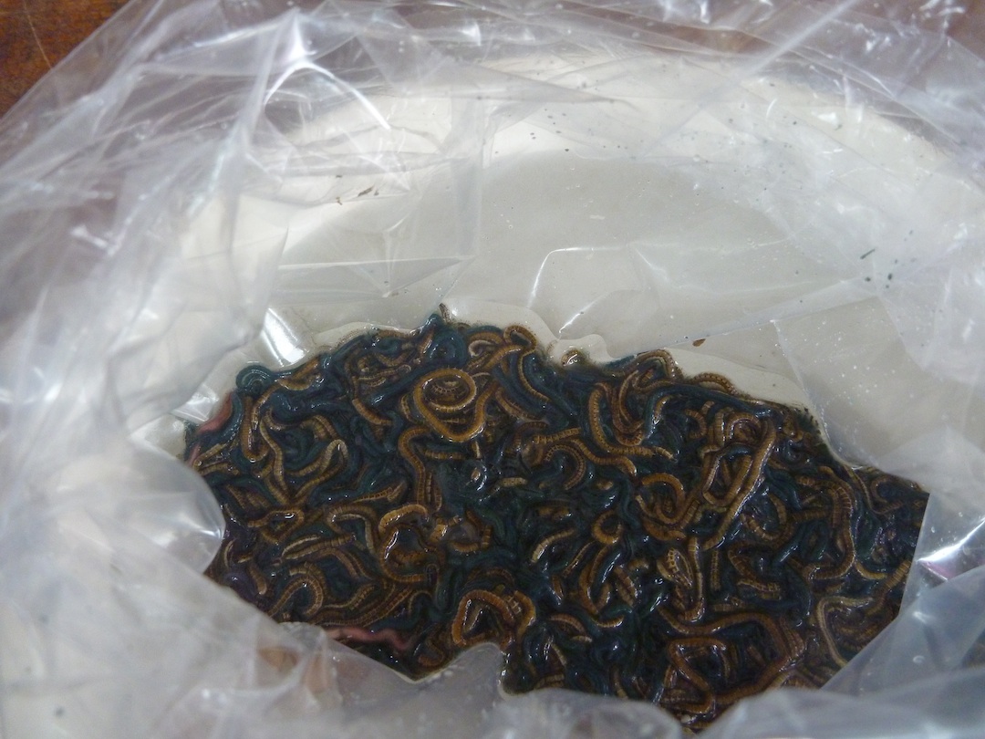 Following the Day: Palolo