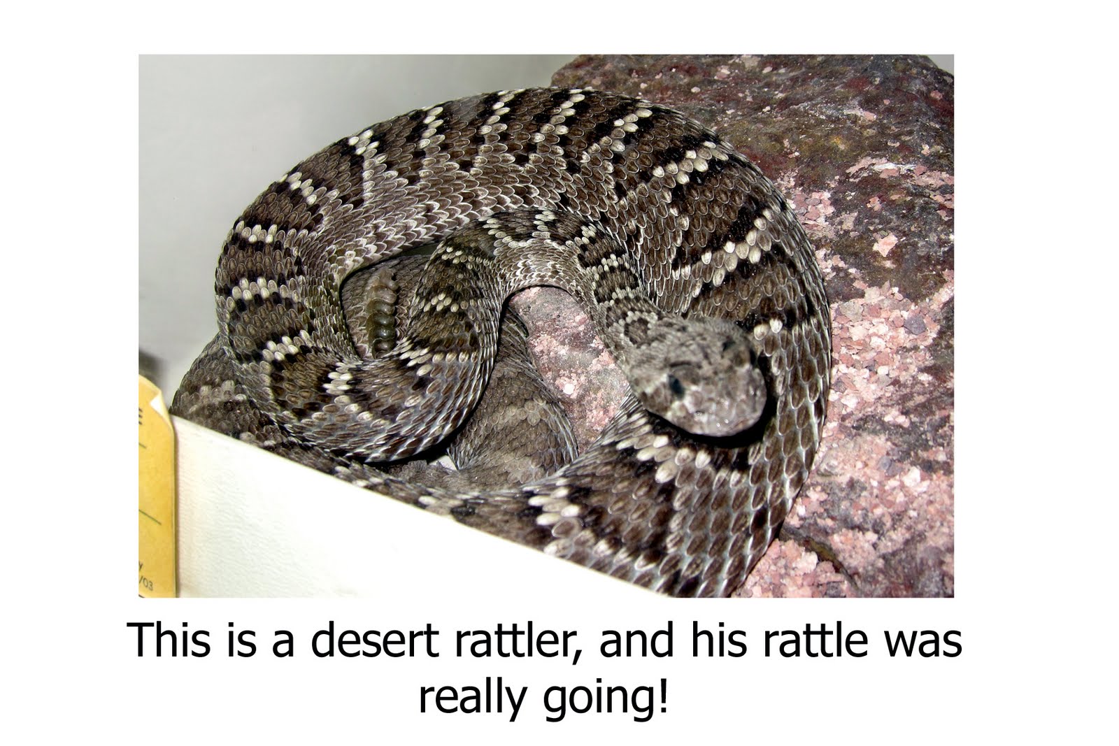 Rita's Bicycling Blogs: 03/27/10