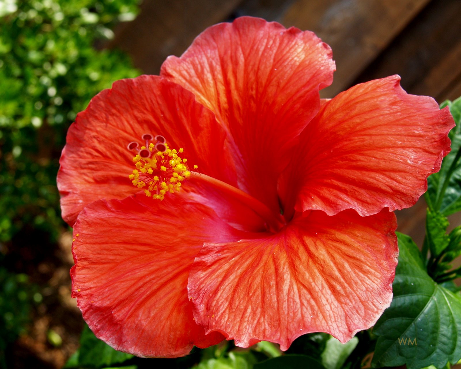 Camelopardalis: Cayena