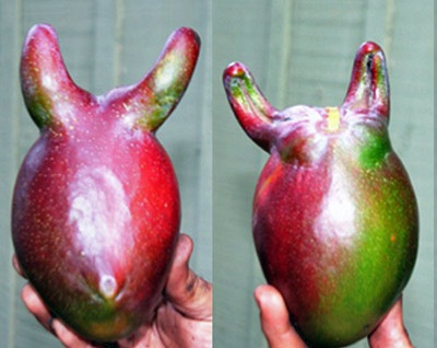 Brazil Weird News: Extravagancies of nature: The mangos of the Hells