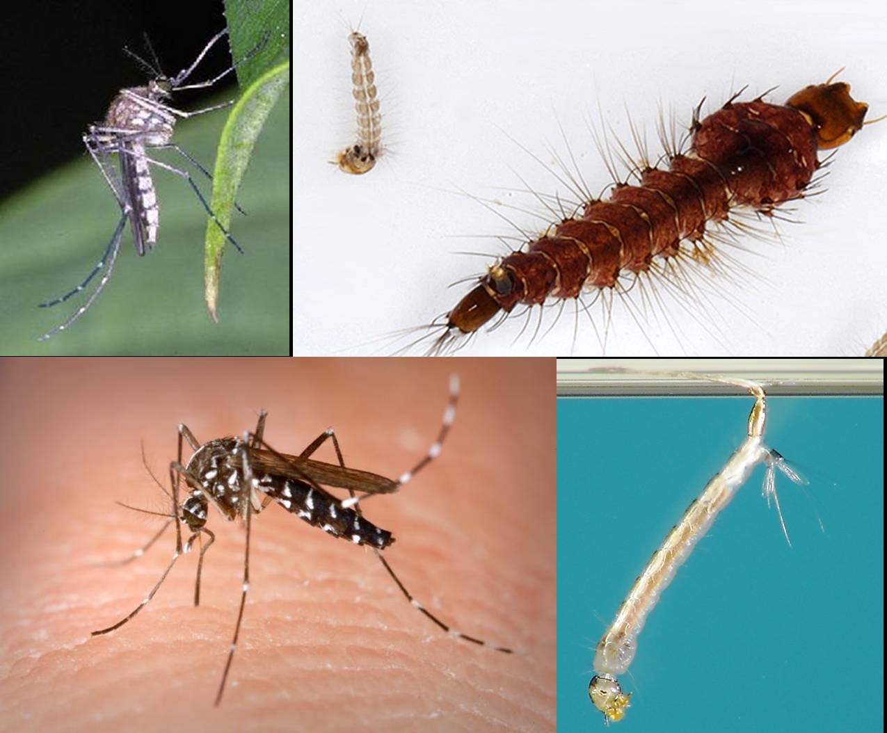 Dr Mat: Dengue Fever and How we solve the problems