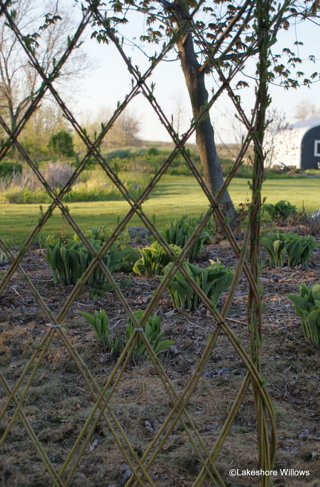 Willows: Living willow Fence + Hedge = Fedge