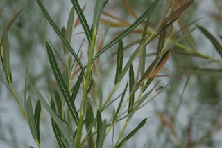 Willows: Salix koriyanagi 'Rubykins'