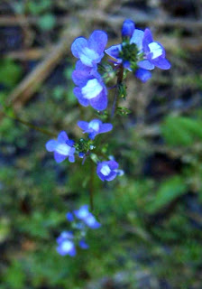 Garden Adventures: Toadflax (Nuttallanthus canadensis)