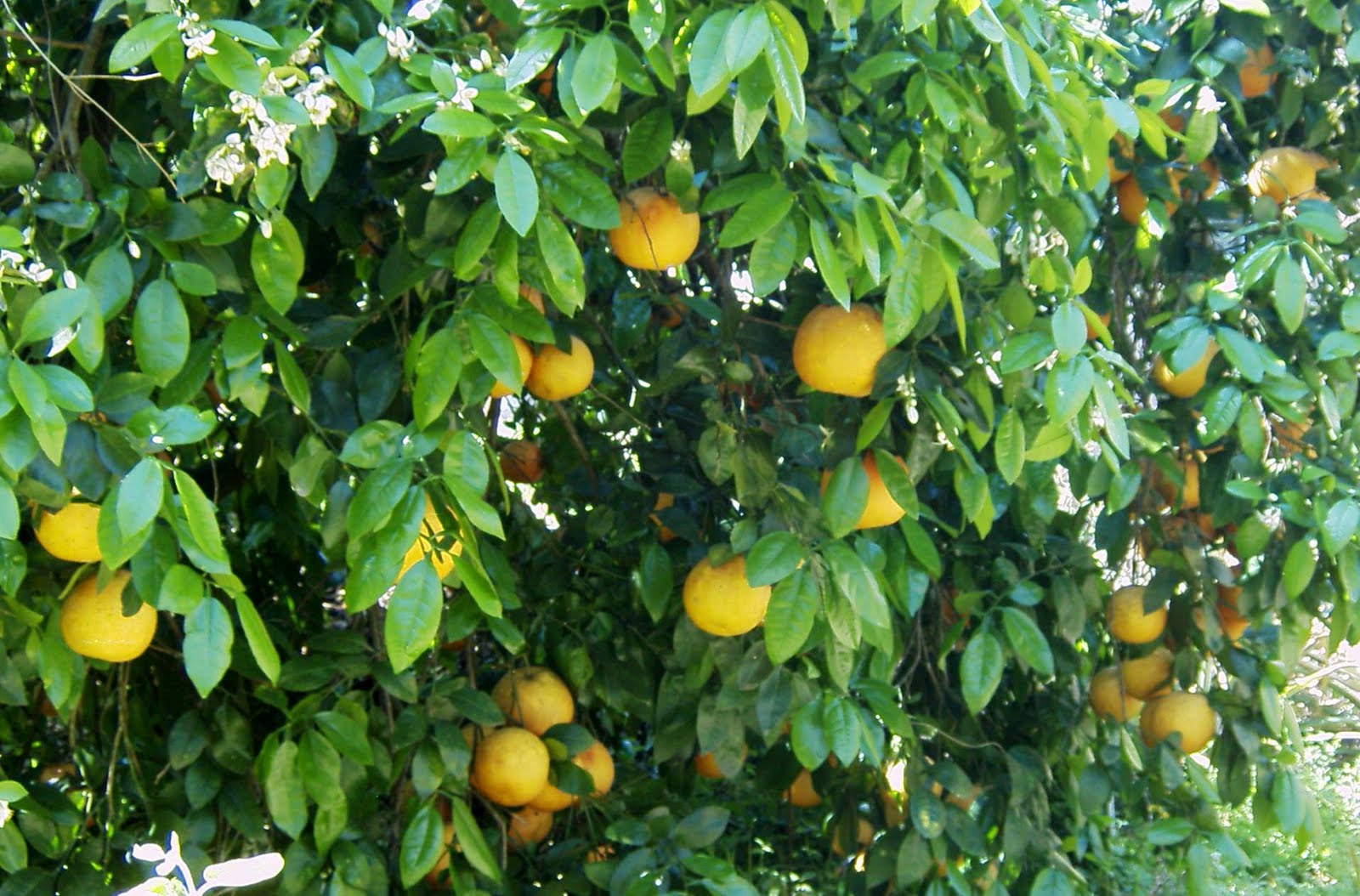 Garden Adventures: Harvest Monday- 18 varieties!