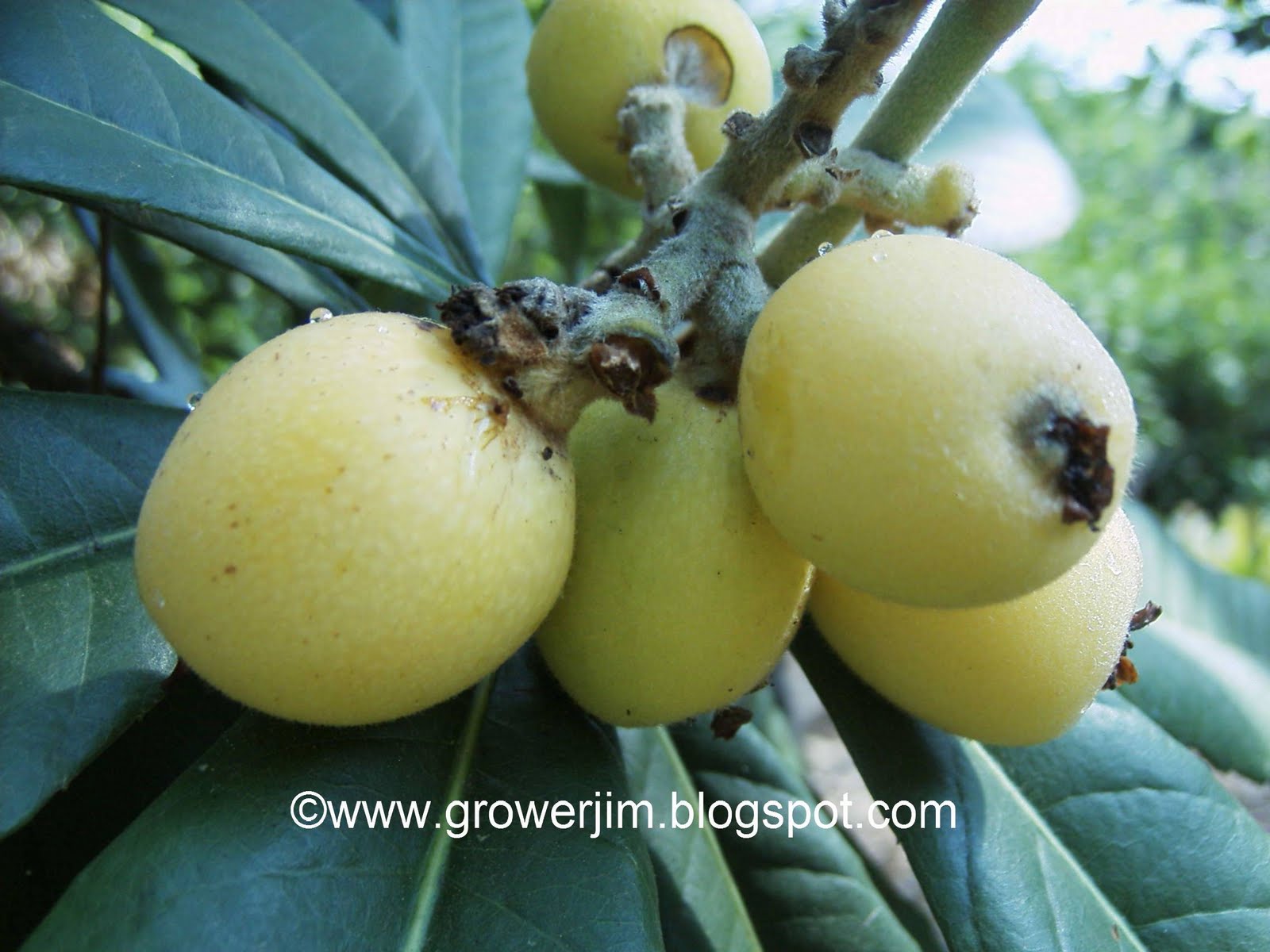 Garden Adventures Loquat Eriobotrya Japonica