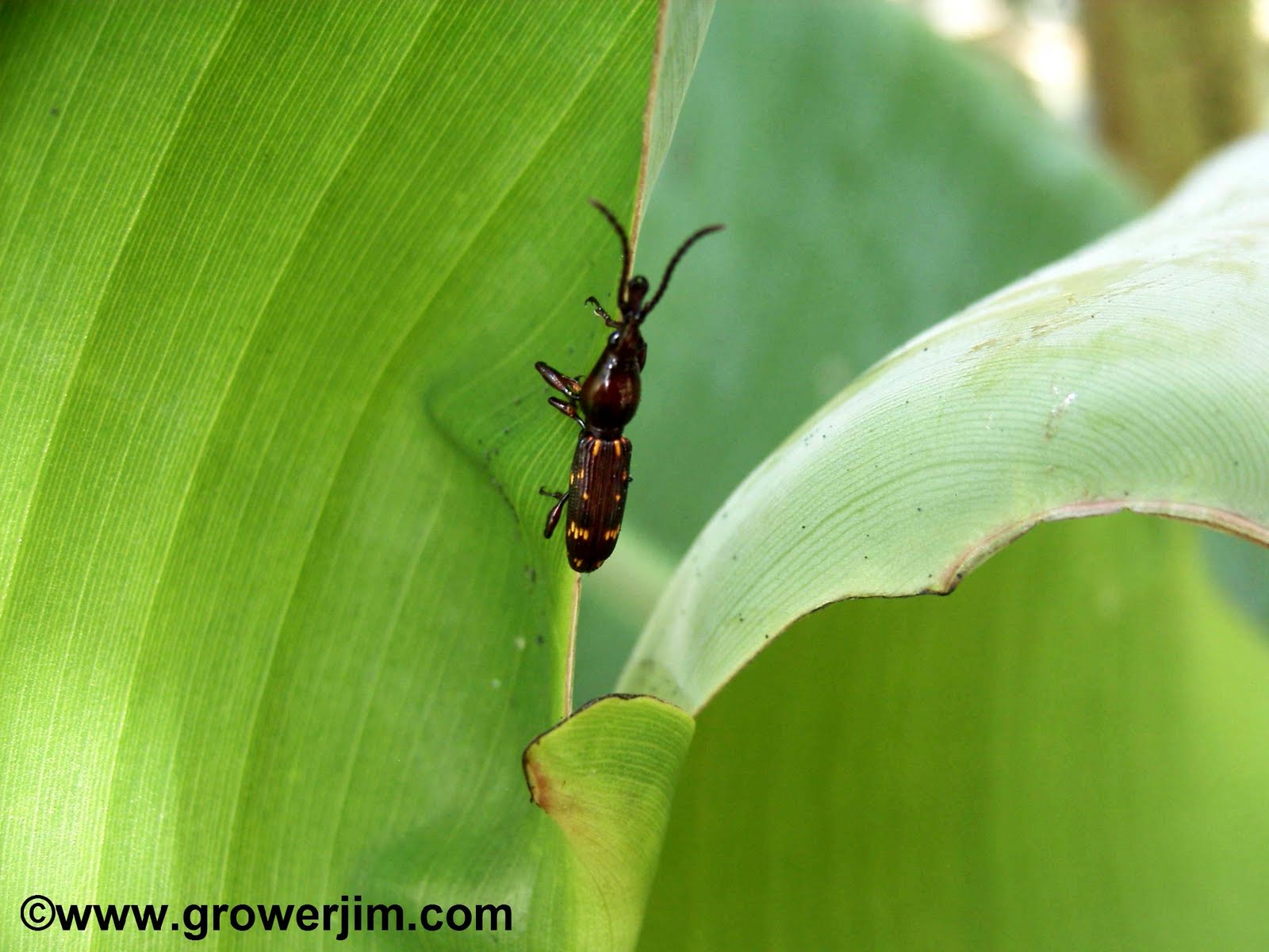 Garden Adventures: Creature Feature - Oak Timberworm