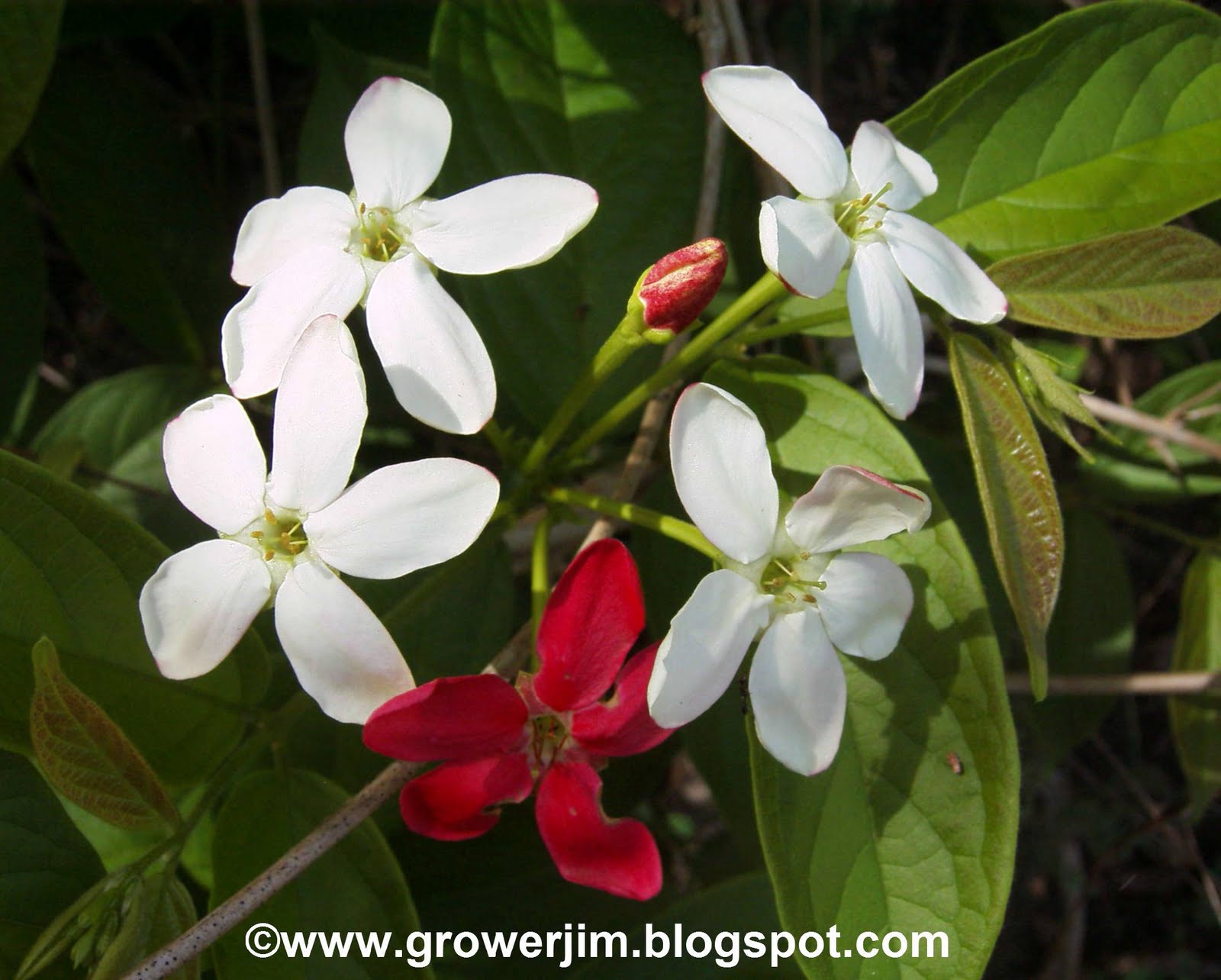 Garden Adventures: Quisqualis indica