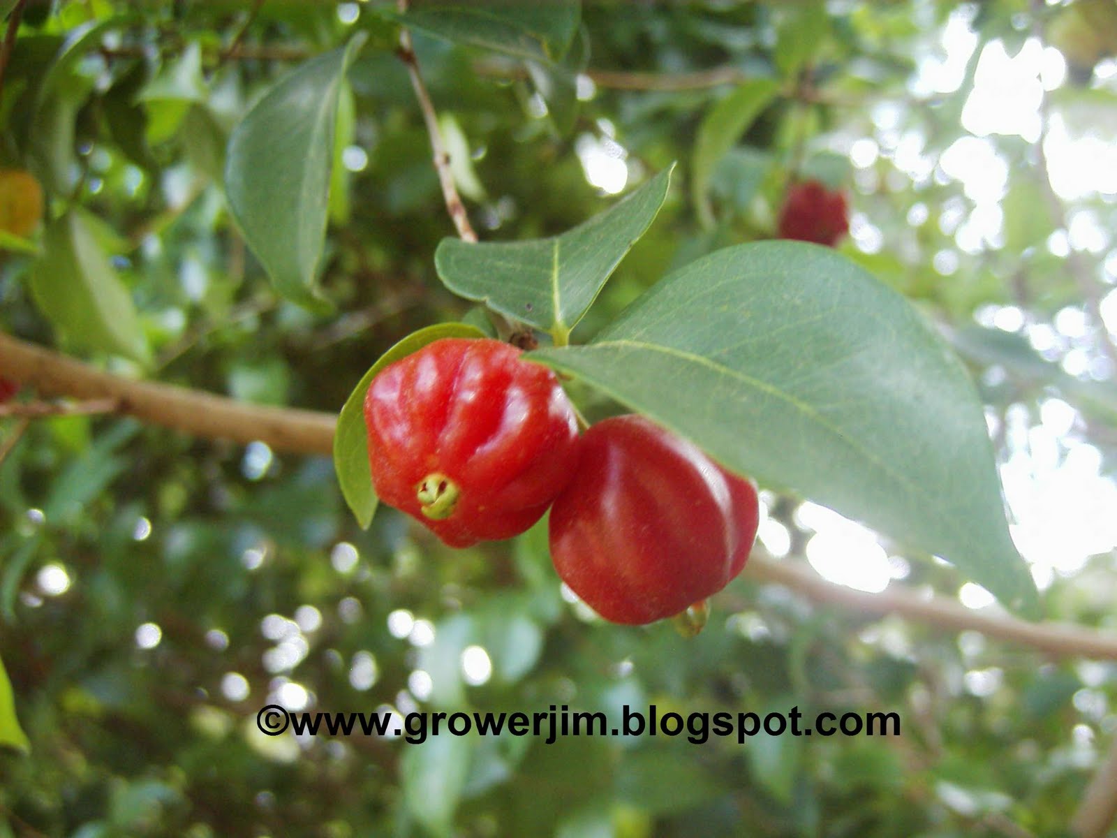 Garden Adventures: Surinam Cherry (Eugenia uniflora)