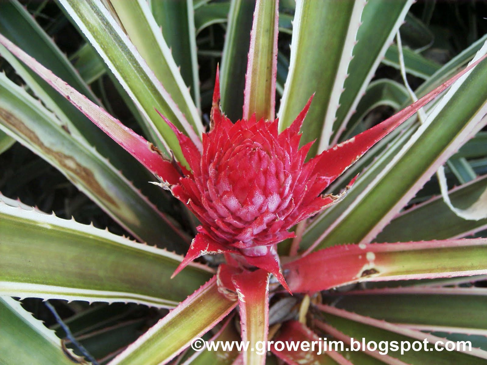 Garden Adventures: Ananas bracteatus