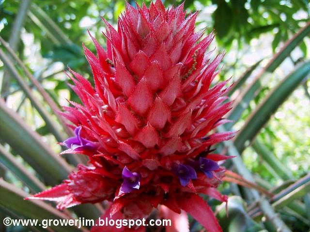 Garden Adventures: Ananas bracteatus