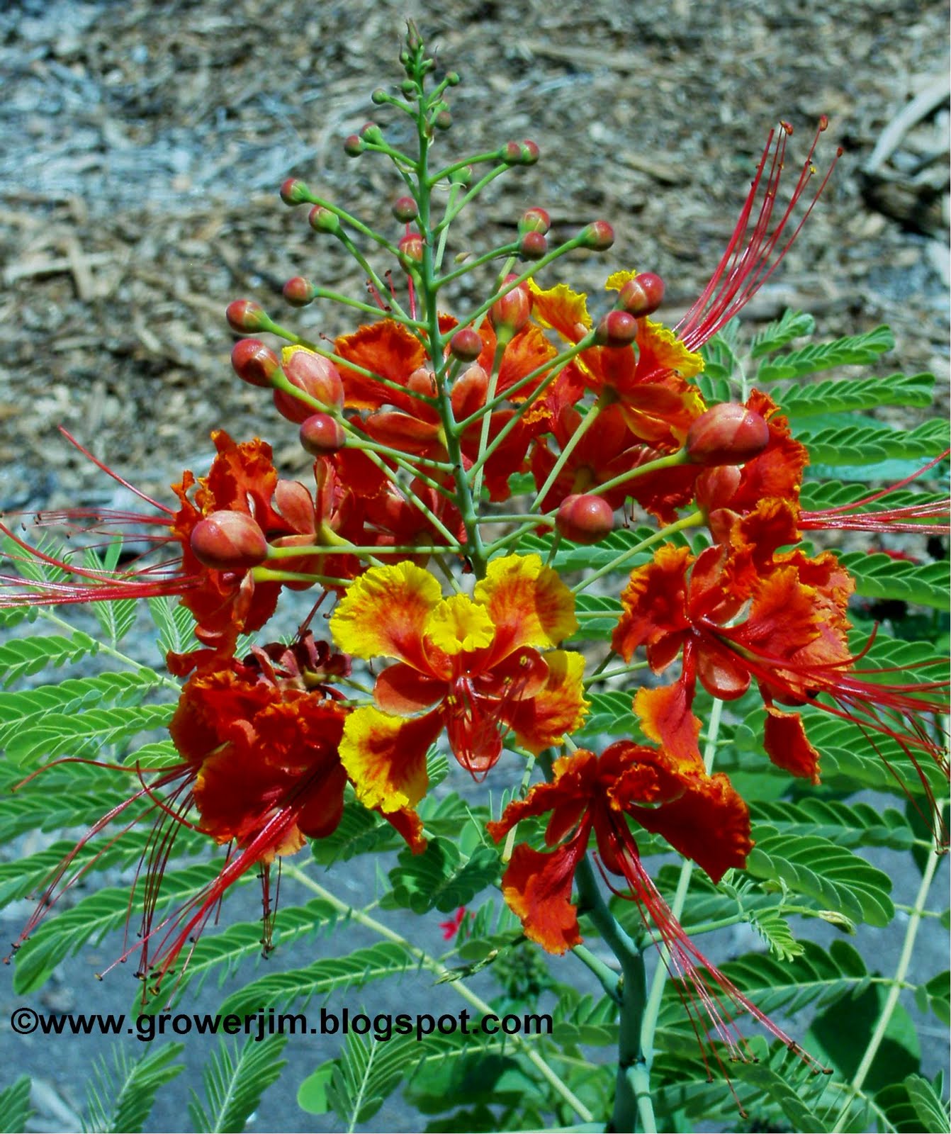 Garden Adventures: Caesalpinia pulcherrima