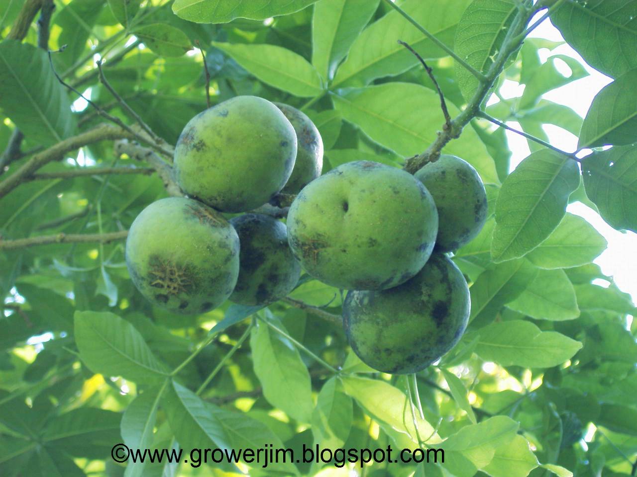 White Sapote Tree White Sapote Tree (casimiroa edulis) – Urban Tropicals