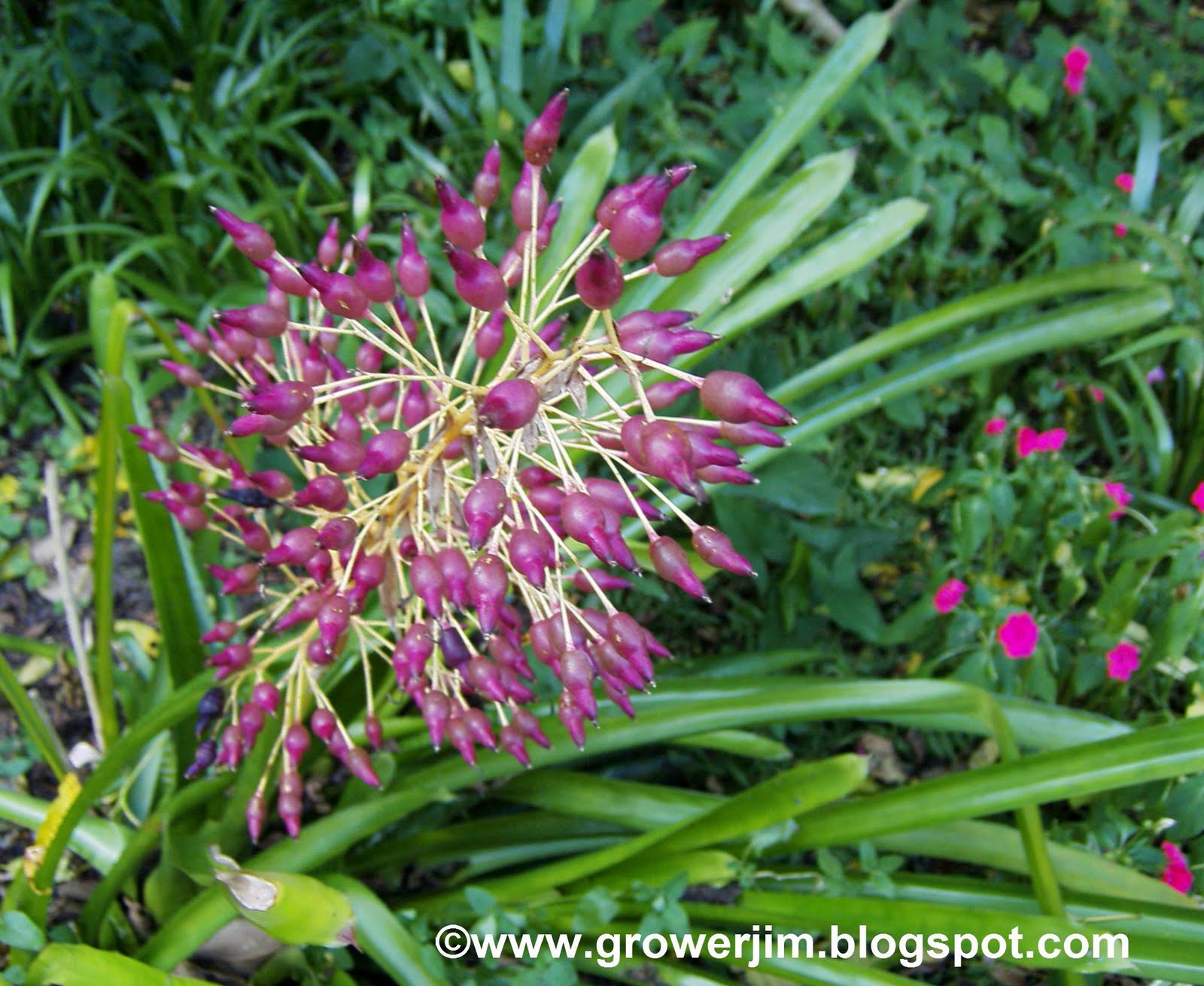 Portea - Alchetron, The Free Social Encyclopedia