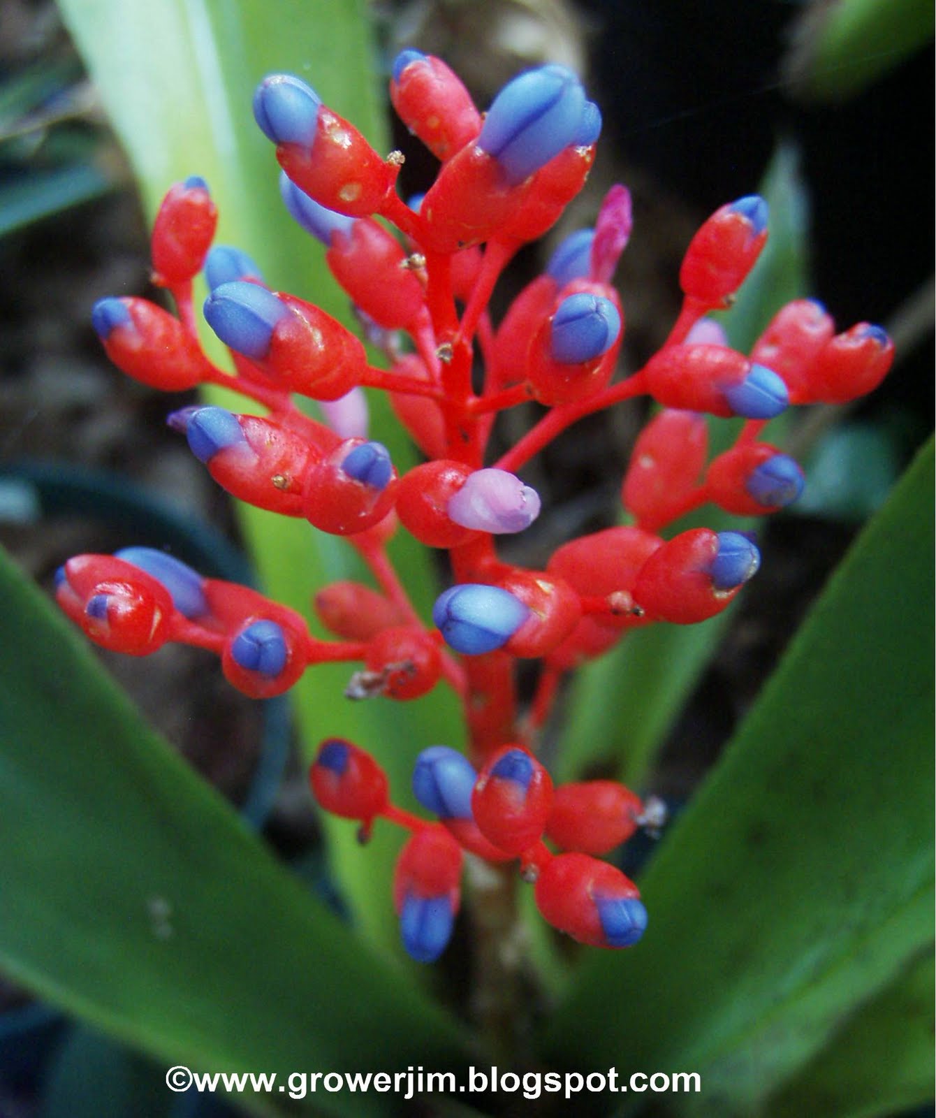 Garden Adventures: Aechmea miniata