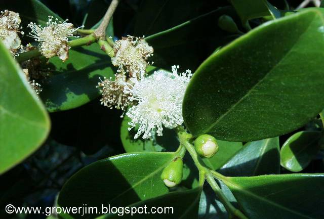 Garden Adventures: Cattley Guava (Psidium cattleianum)