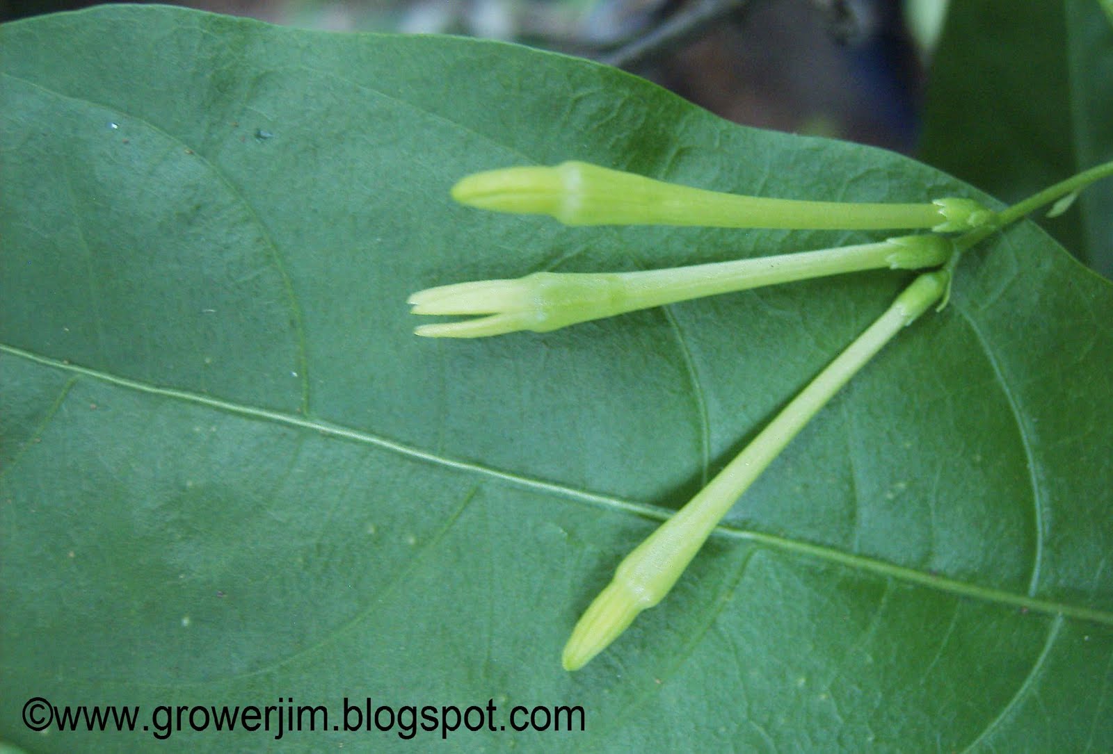 Garden Adventures: Cestrum nocturnum (Night-blooming Jasmine)