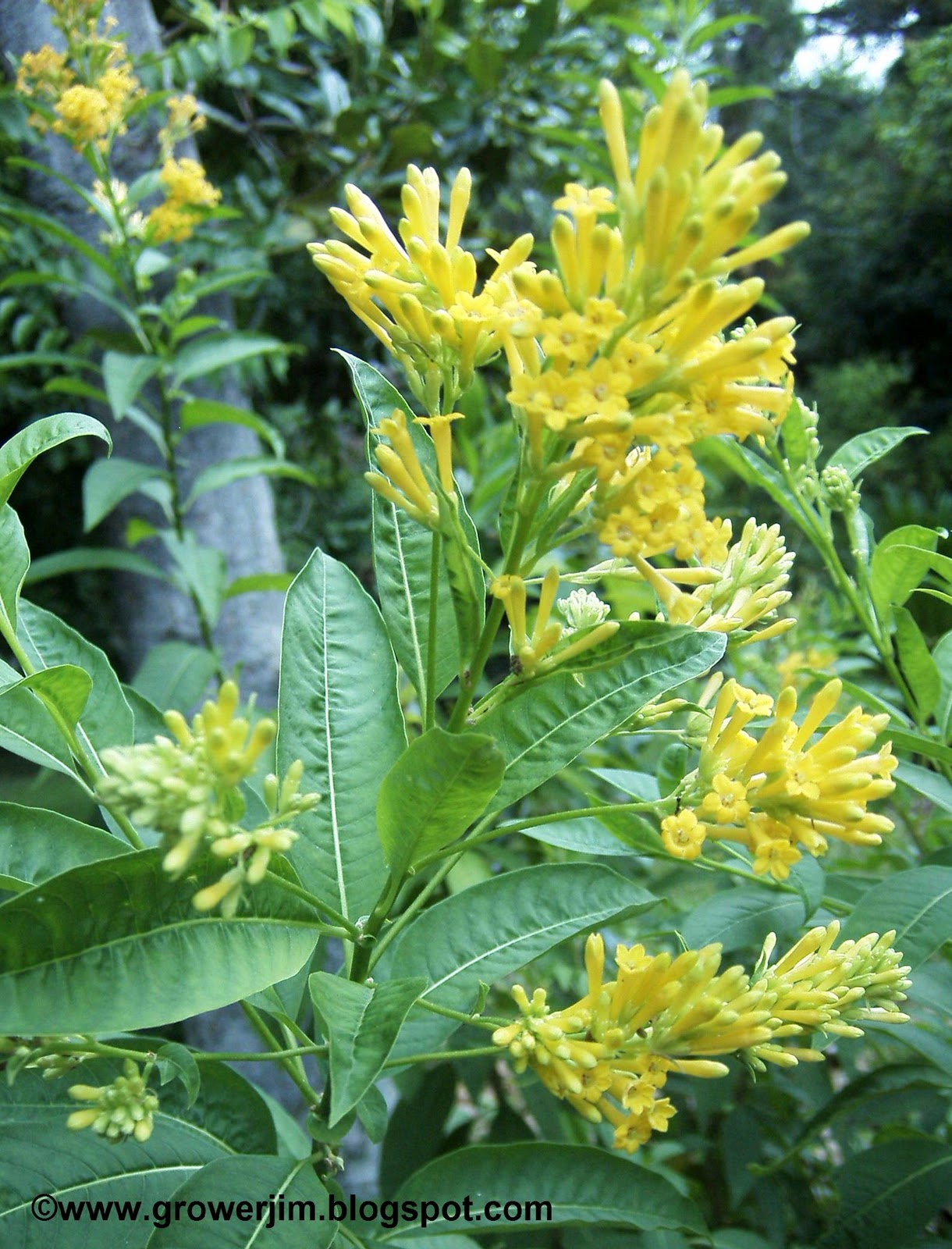 Garden Adventures: Cestrum aurantiacum (Yellow Cestrum)