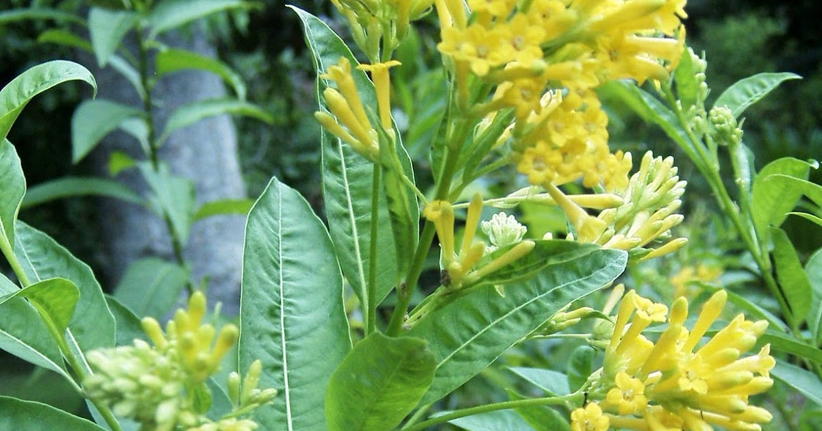Garden Adventures: Cestrum aurantiacum (Yellow Cestrum)