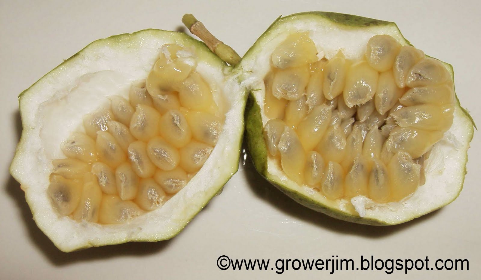 Garden Adventures: Maypop (Passiflora incarnata)