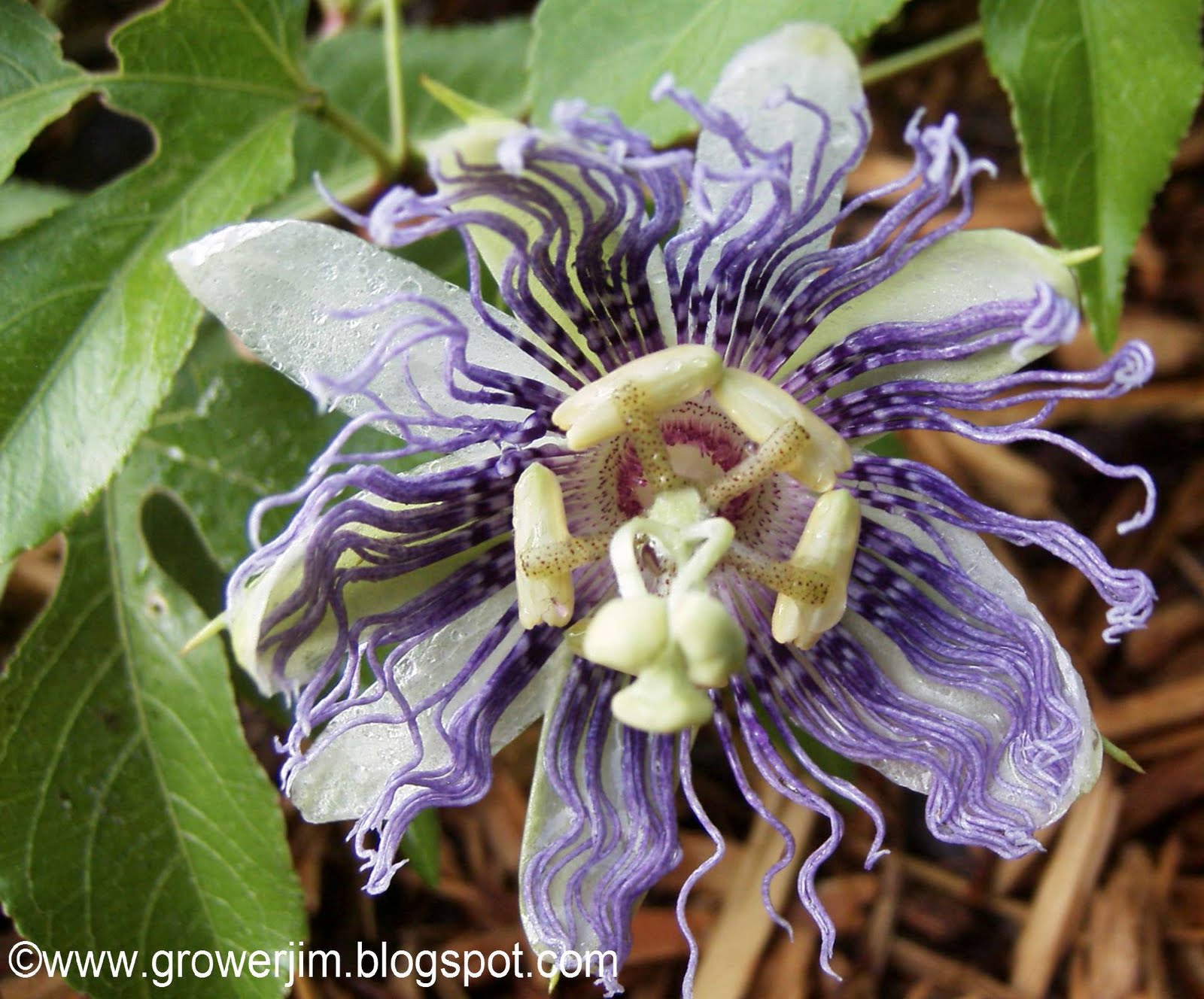 Garden Adventures: Maypop (Passiflora incarnata)