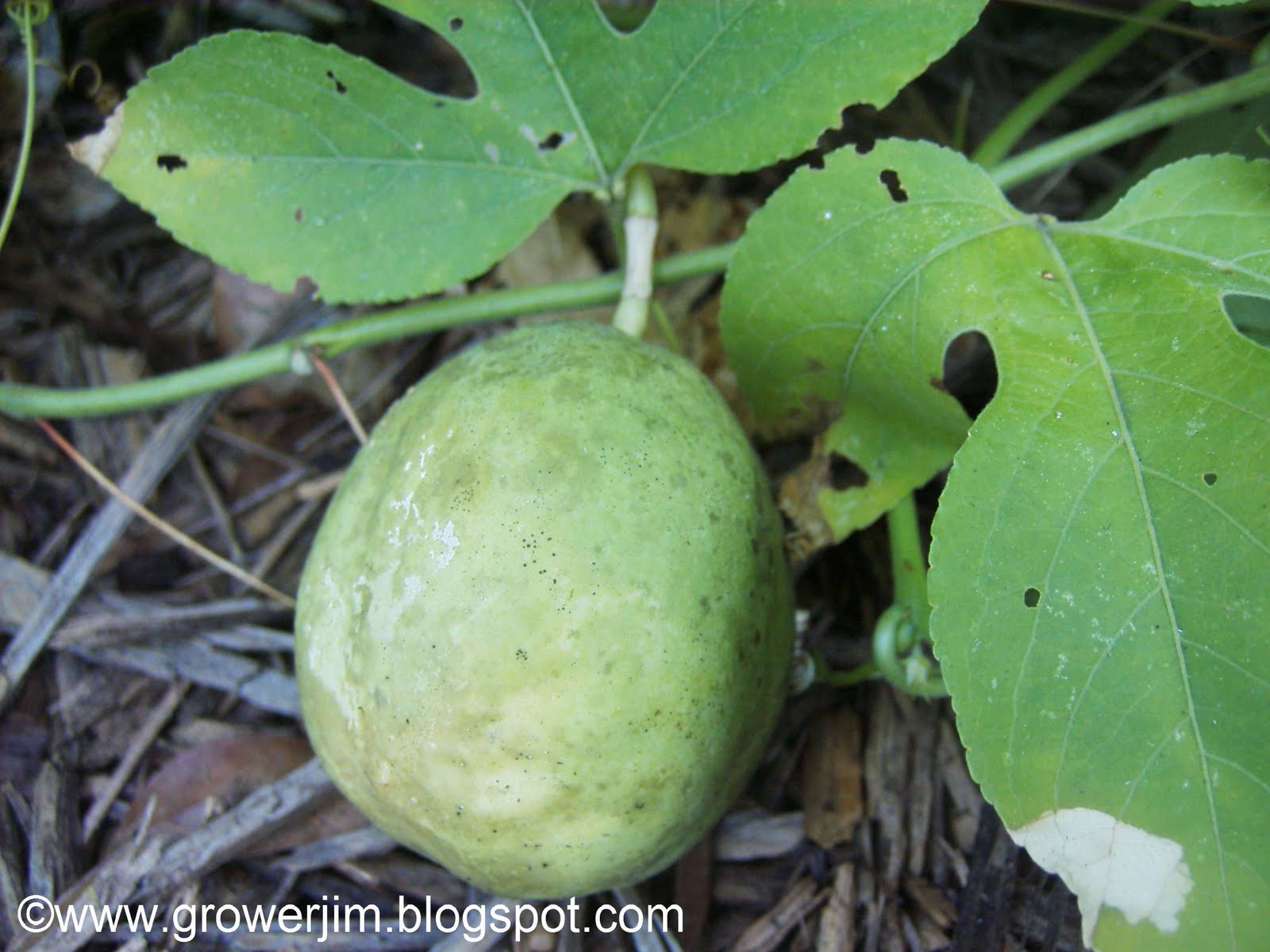 Garden Adventures Maypop Passiflora Incarnata