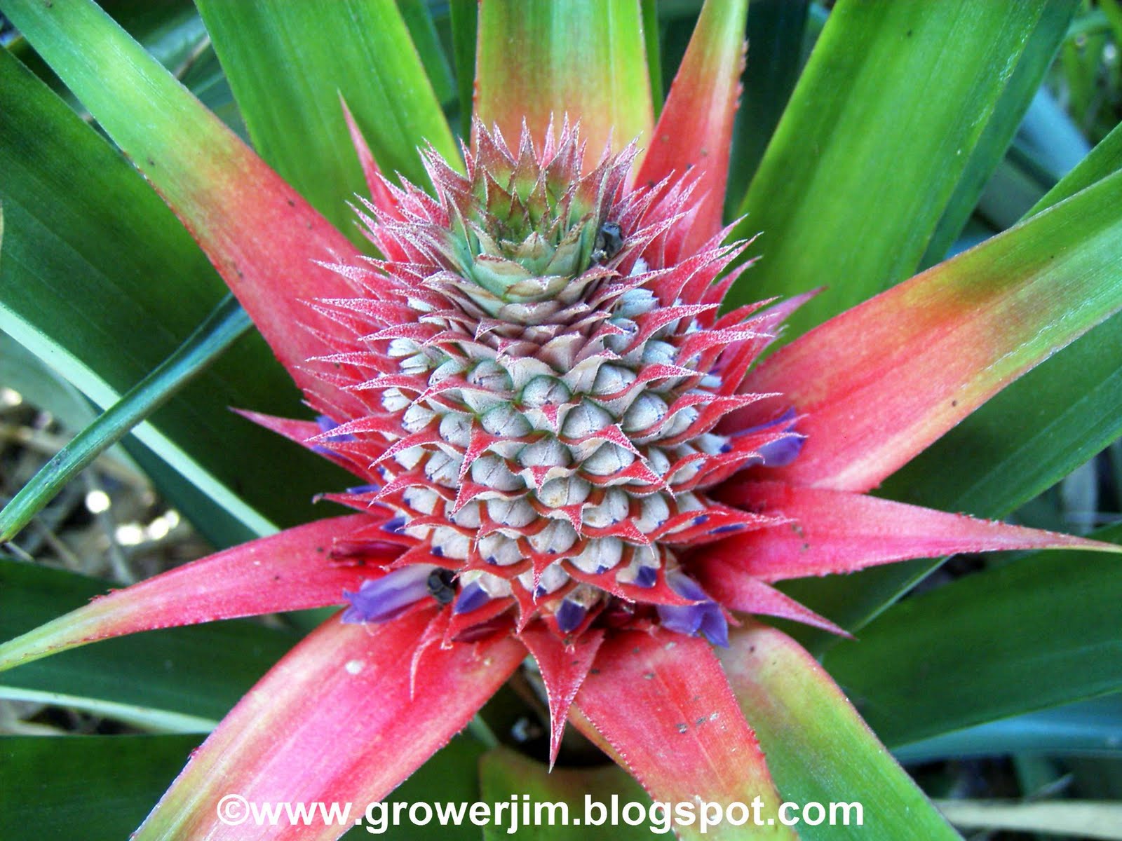 Garden Adventures: What's New - September