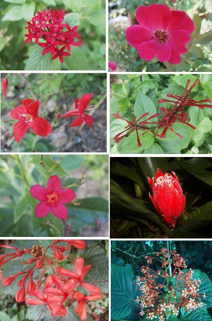 Garden Adventures: September 2010