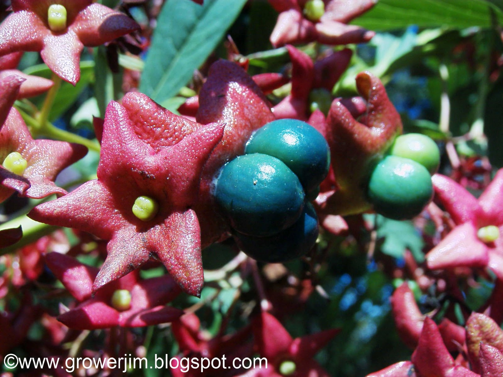 Garden Adventures: Clerodendrum indicum