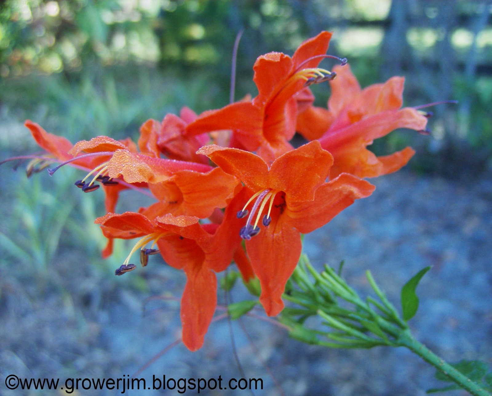 Garden Adventures: Tecomaria capensis (Cape Honeysuckle)