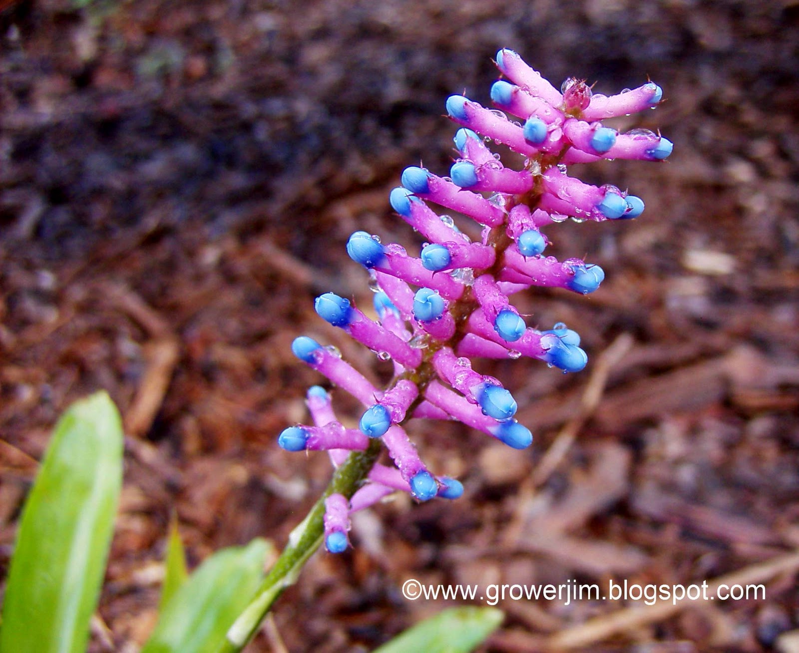 Garden Adventures: Aechmea gamosepala