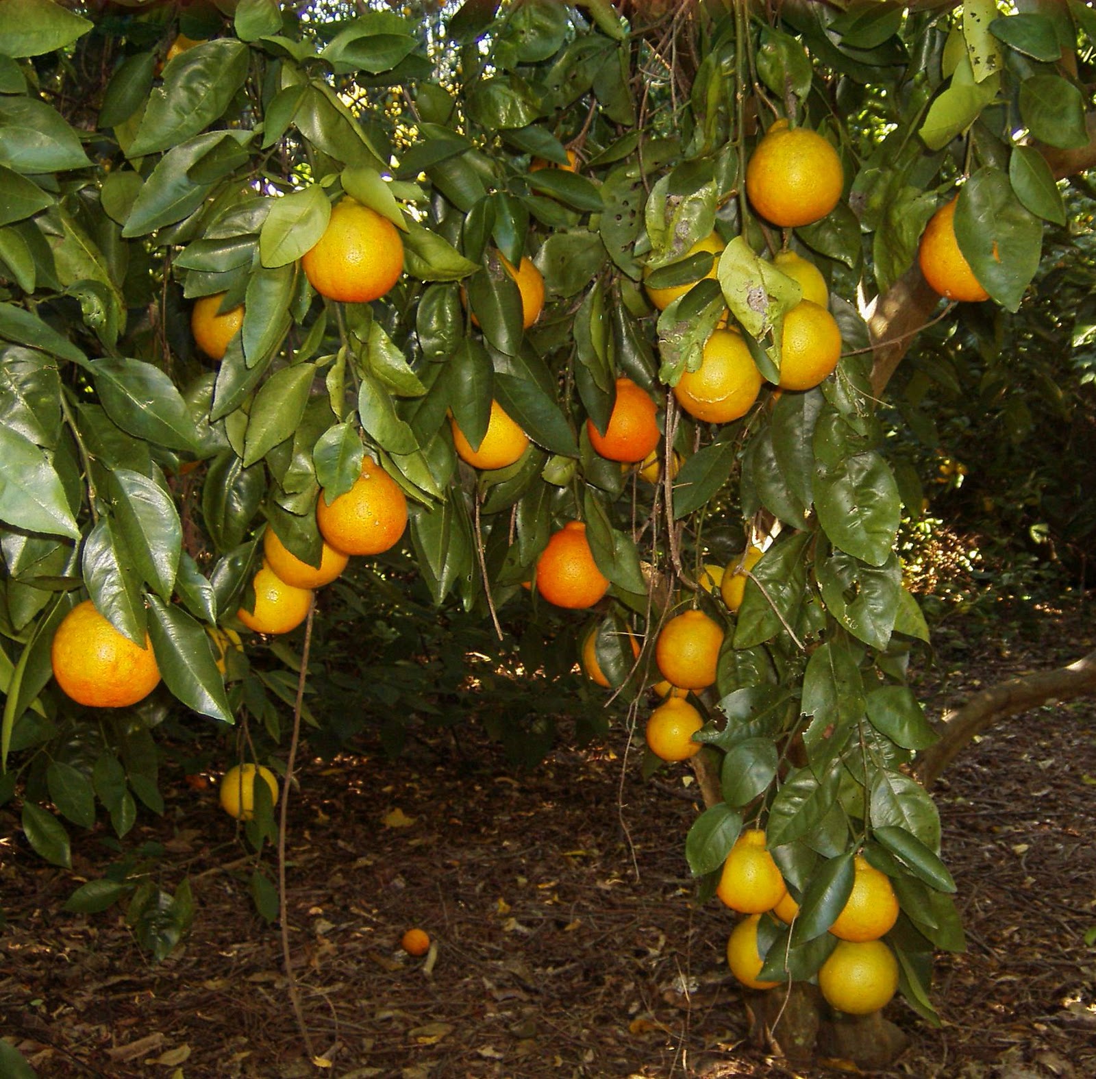 Garden Adventures: Harvest Monday - December 2010