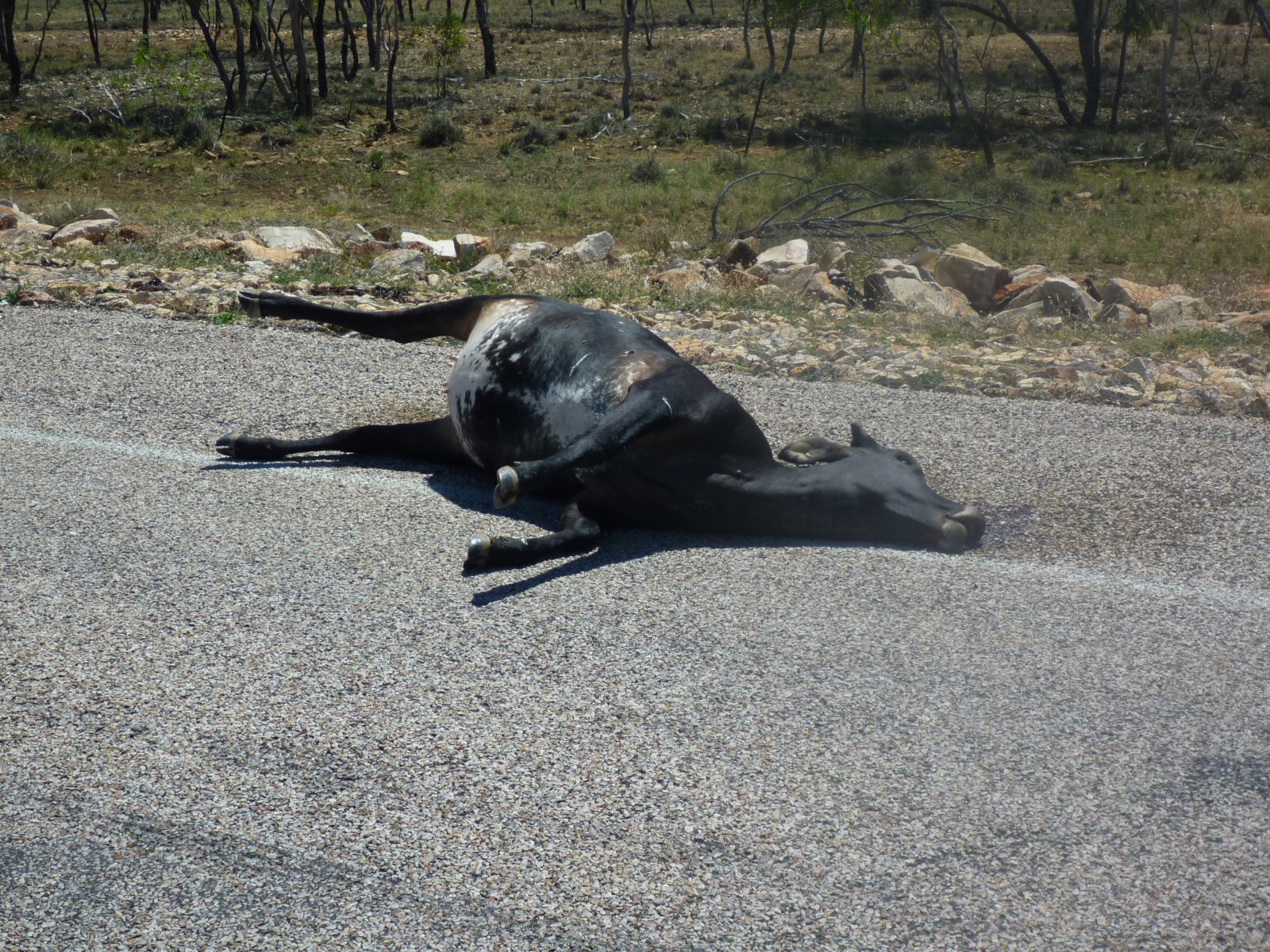 Forensic Pathology on emaze