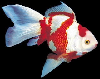 Aquário Hobby: Kinguio (Japonês)