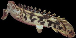 Polypterus