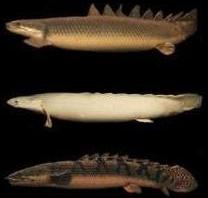 Polypterus