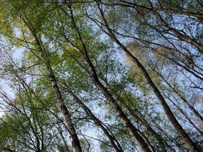 La Grande Toge Rouge